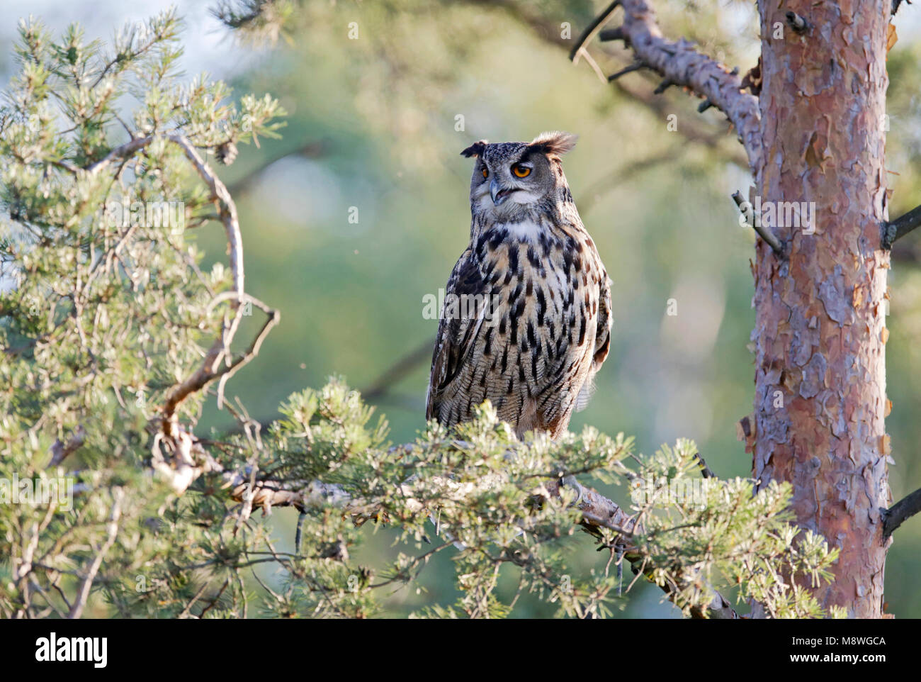 Oehoe; Eagle Owl; Bubo bubo Stock Photo - Alamy