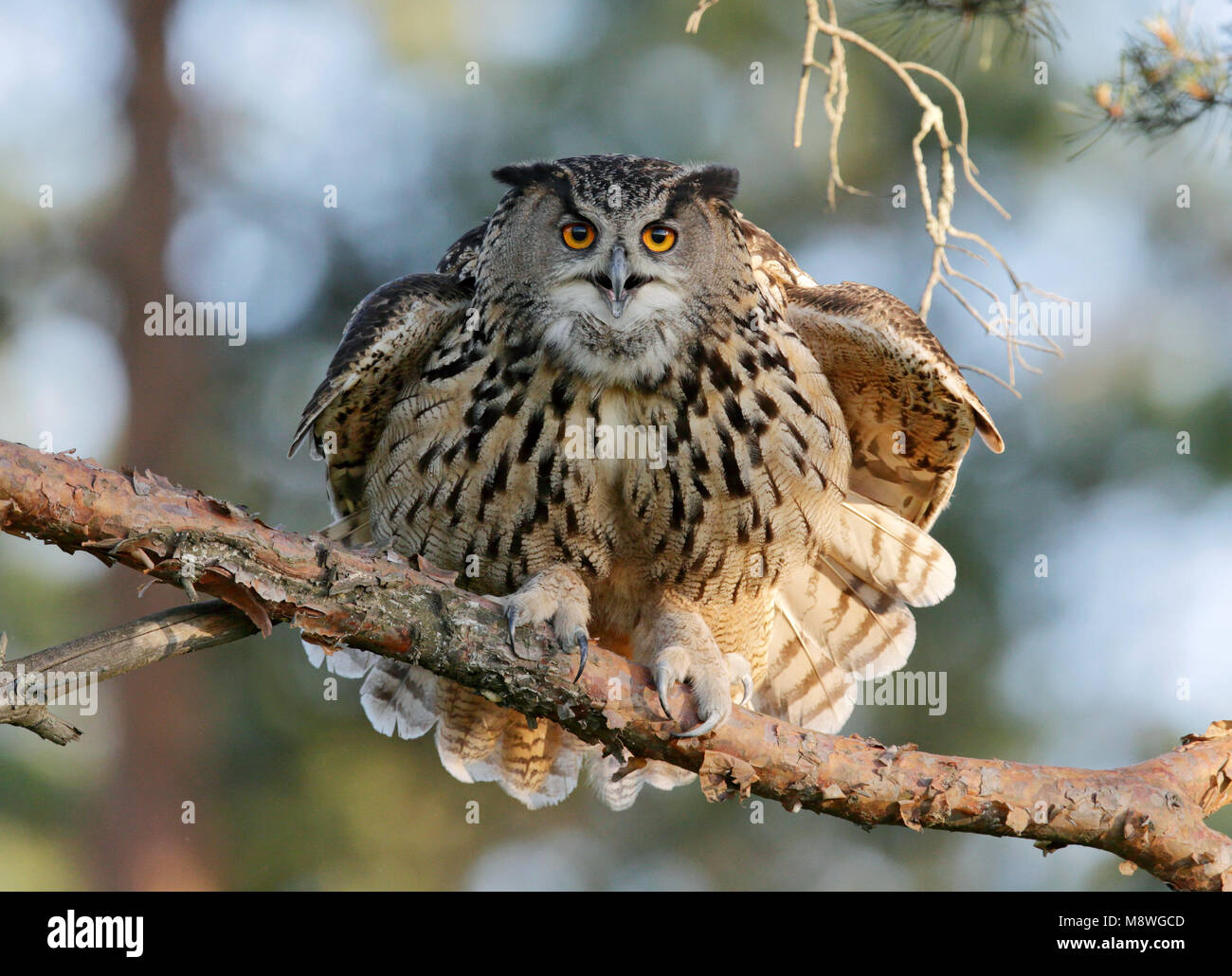 Oehoe; Eagle Owl; Bubo bubo Stock Photo - Alamy