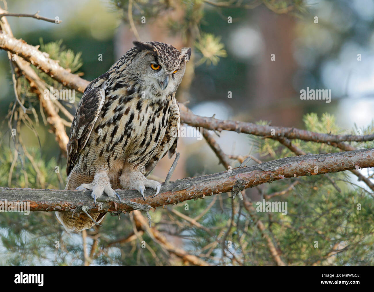 Oehoe; Eagle Owl; Bubo bubo Stock Photo - Alamy