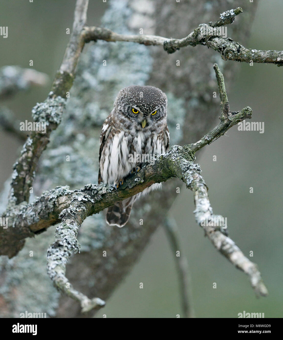 Eurasian Pygmy Owl (Glaucidium passerinum Stock Photo - Alamy