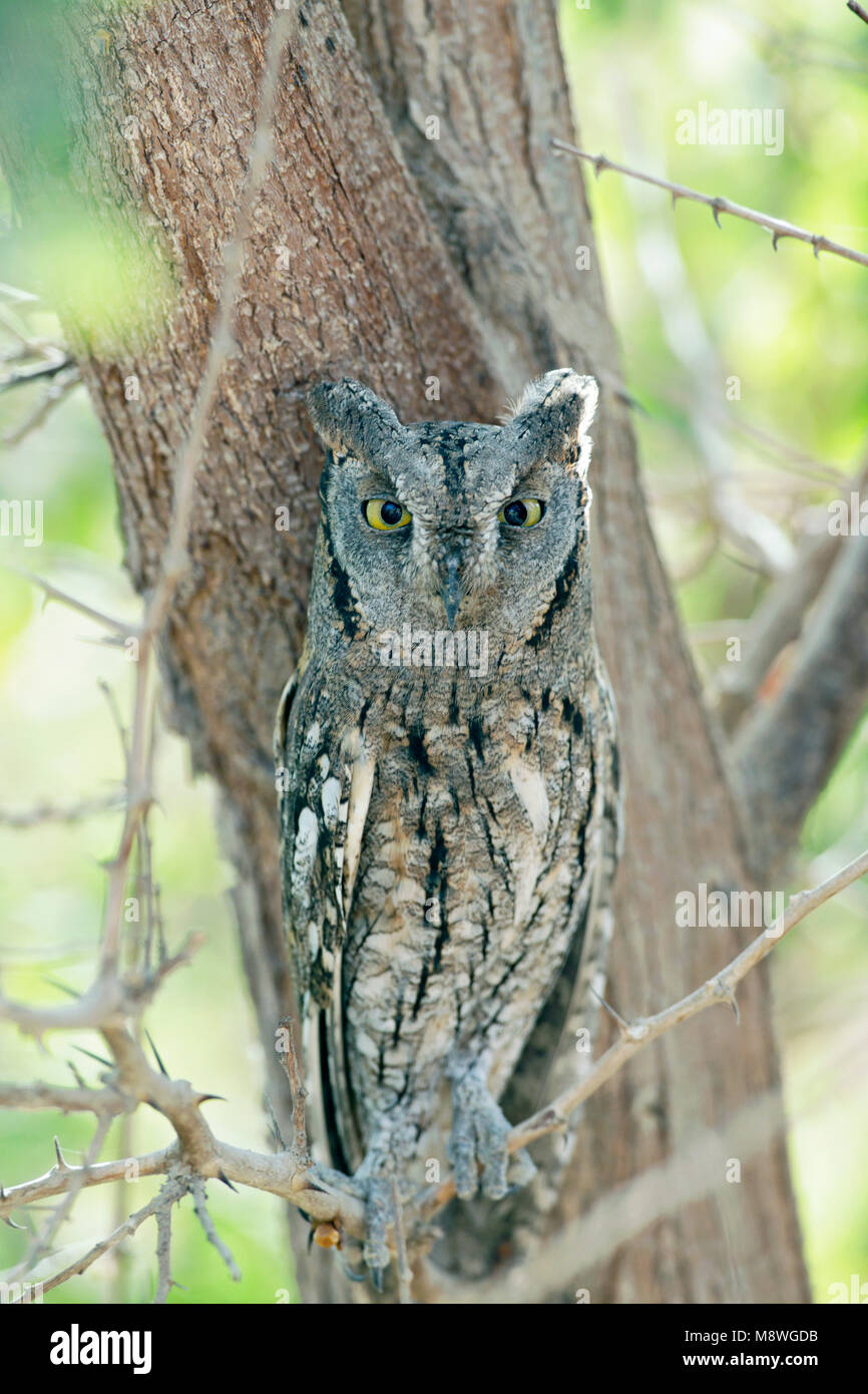 Eurasian Scops Owl (Otus scops Stock Photo - Alamy