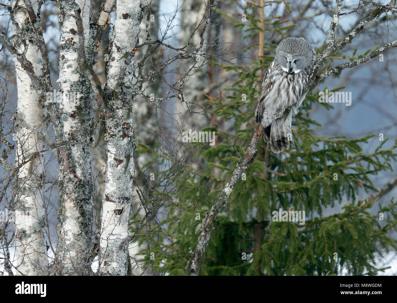 Laplanduil, Great Grey Ow Stock Photo - Alamy