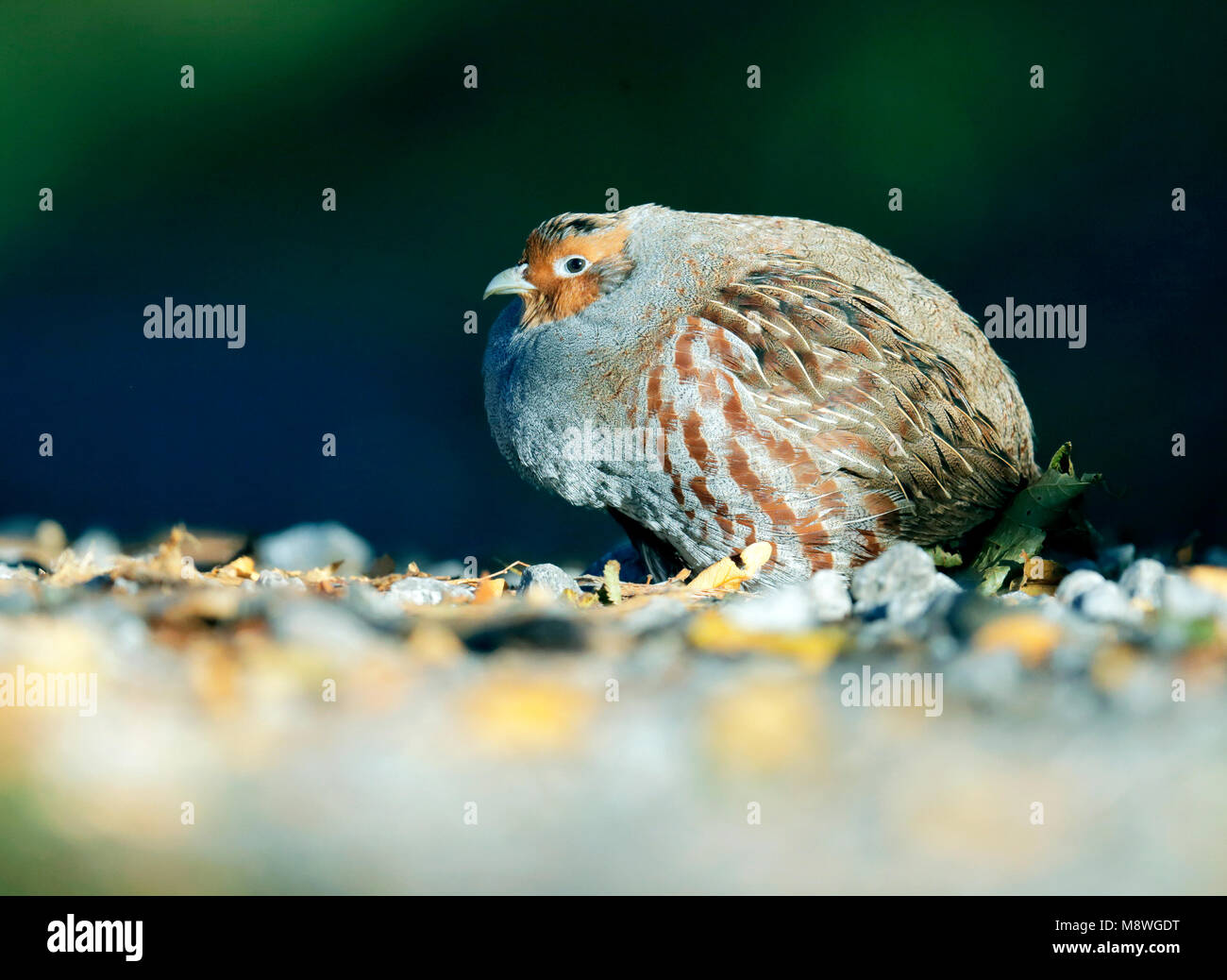 Patrijs, Grey partridge (Perdix perdix Stock Photo - Alamy