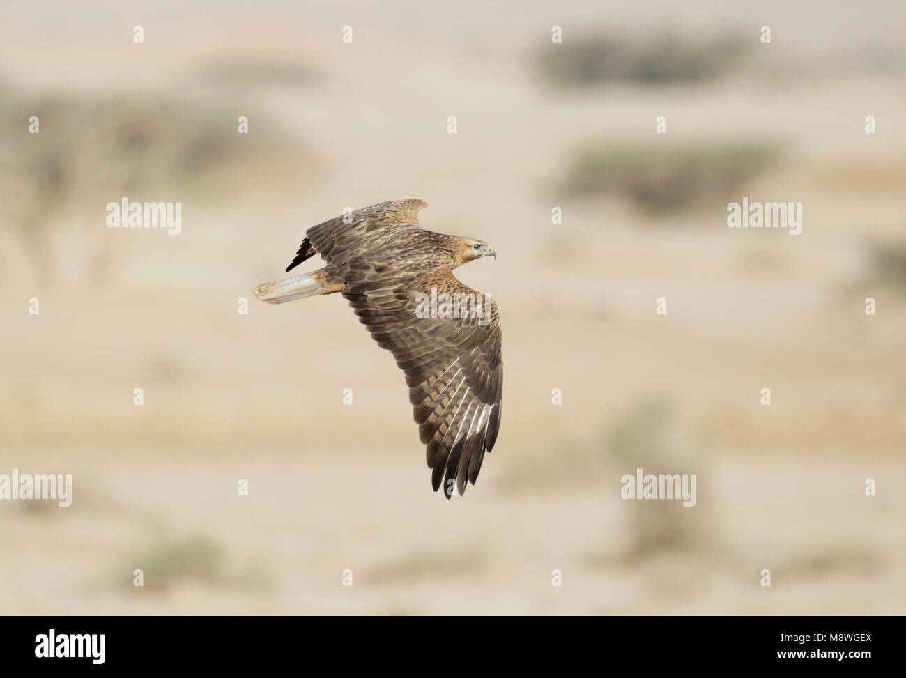 Long-legged Buzzard (Buteo rufinus) adult in flight Stock Photo - Alamy