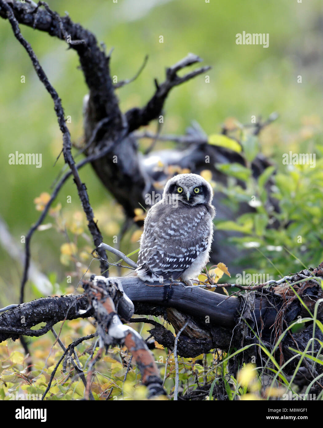 Sperweruil; Northern Hawk Owl; Surnia ulula ulula Stock Photo - Alamy