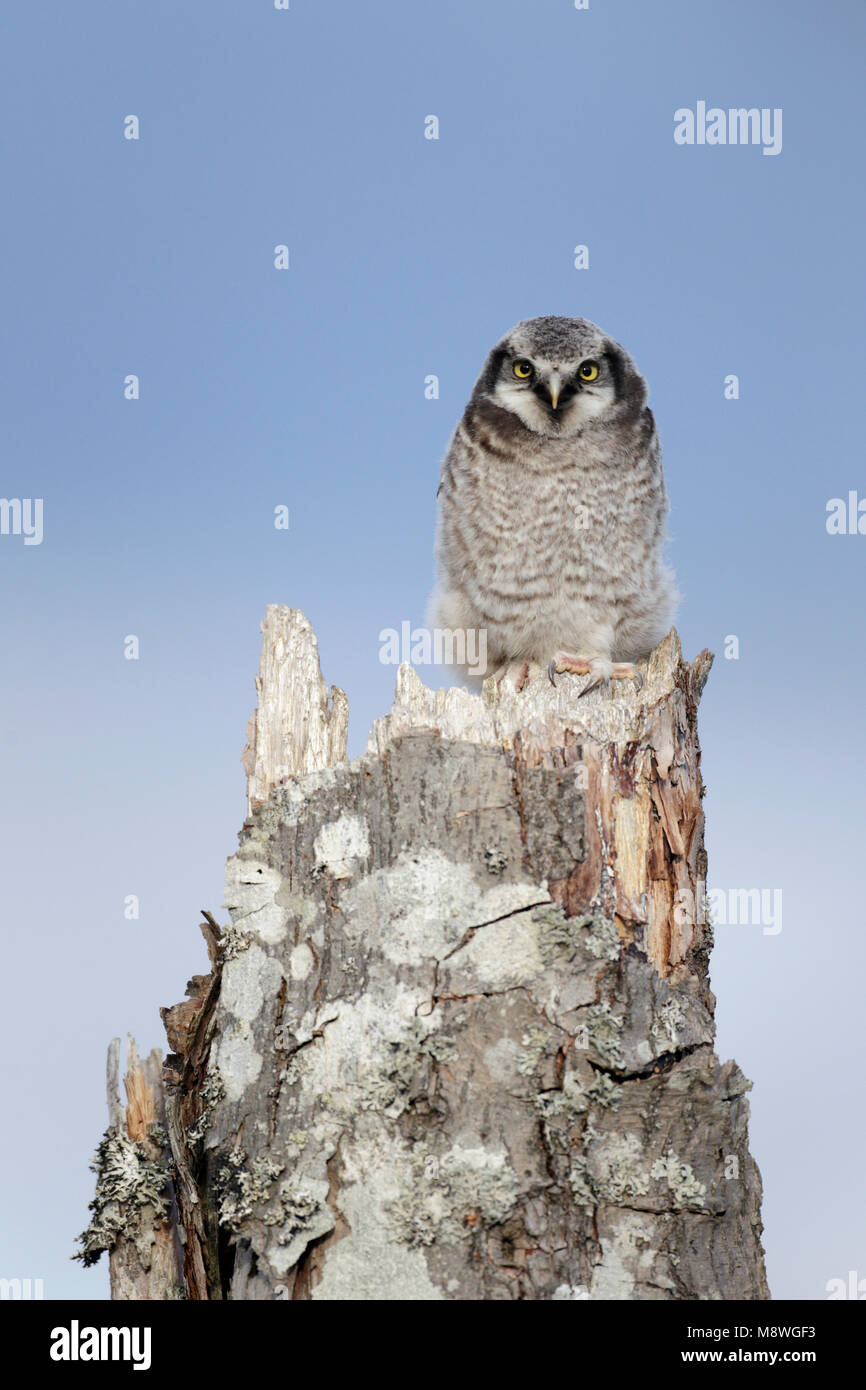 Sperweruil; Northern Hawk Owl; Surnia ulula ulula Stock Photo - Alamy