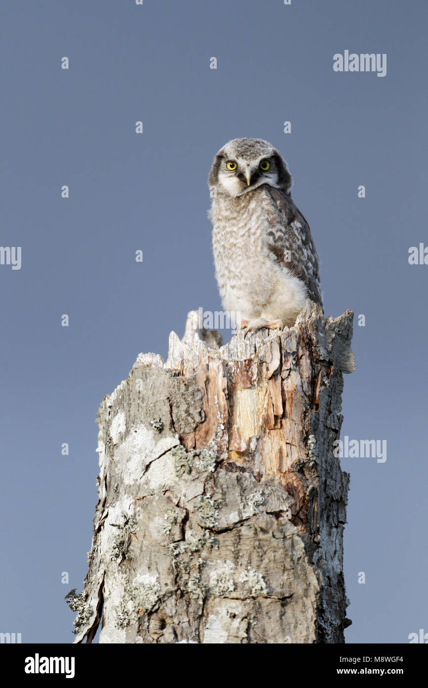 Sperweruil; Northern Hawk Owl; Surnia ulula ulula Stock Photo - Alamy
