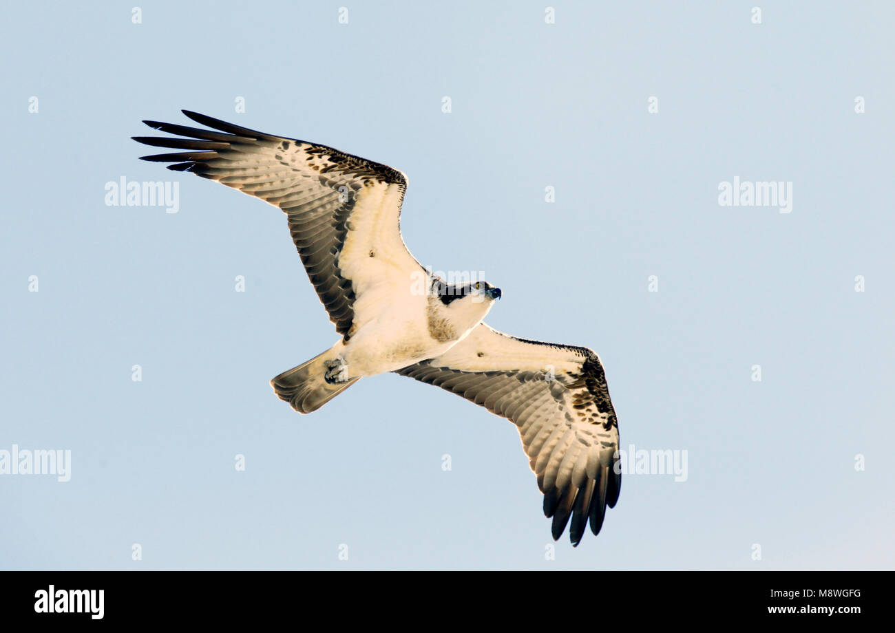 Visarend, Osprey (Pandion haliaetus Stock Photo - Alamy