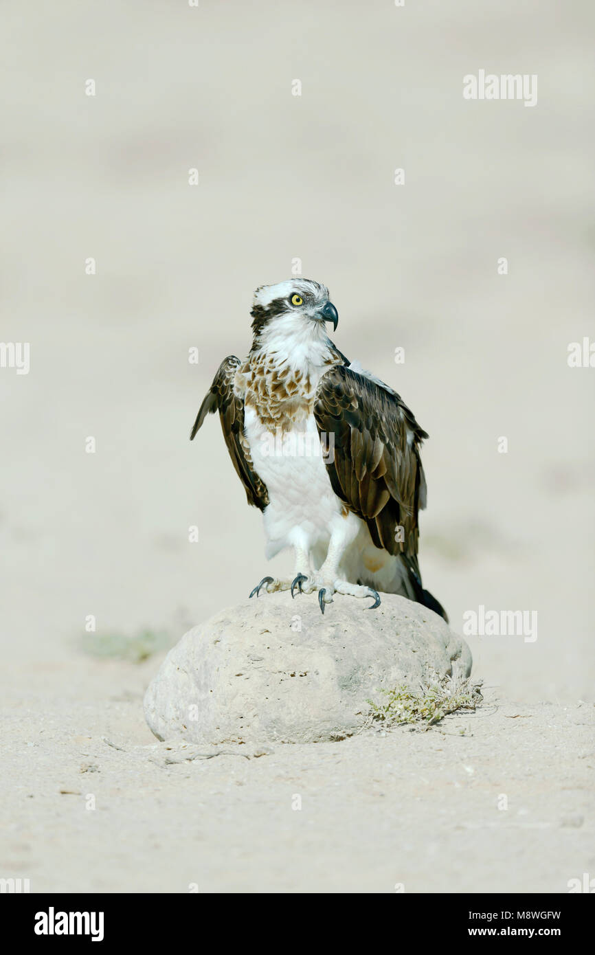 Visarend, Osprey (Pandion haliaetus Stock Photo - Alamy