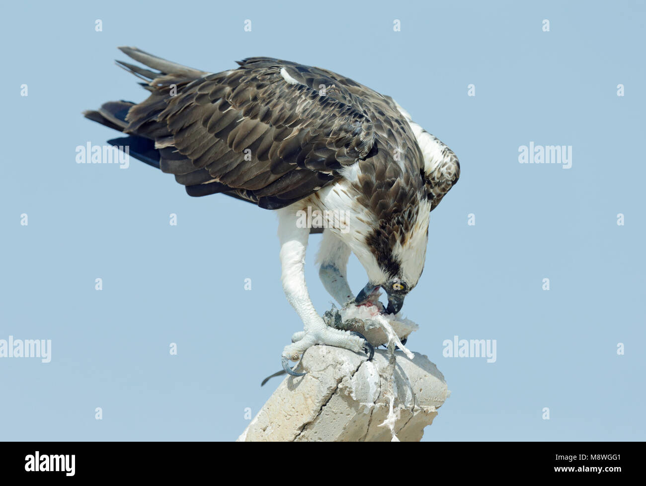 Visarend, Osprey (Pandion haliaetus Stock Photo - Alamy