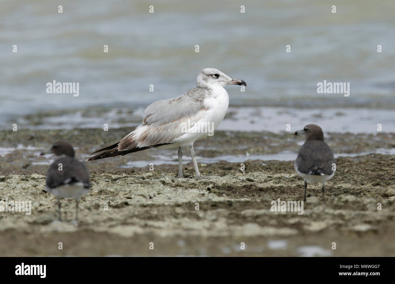 Pallas's Gull (Larus ichtyaetus) juvenile standing Stock Photo - Alamy