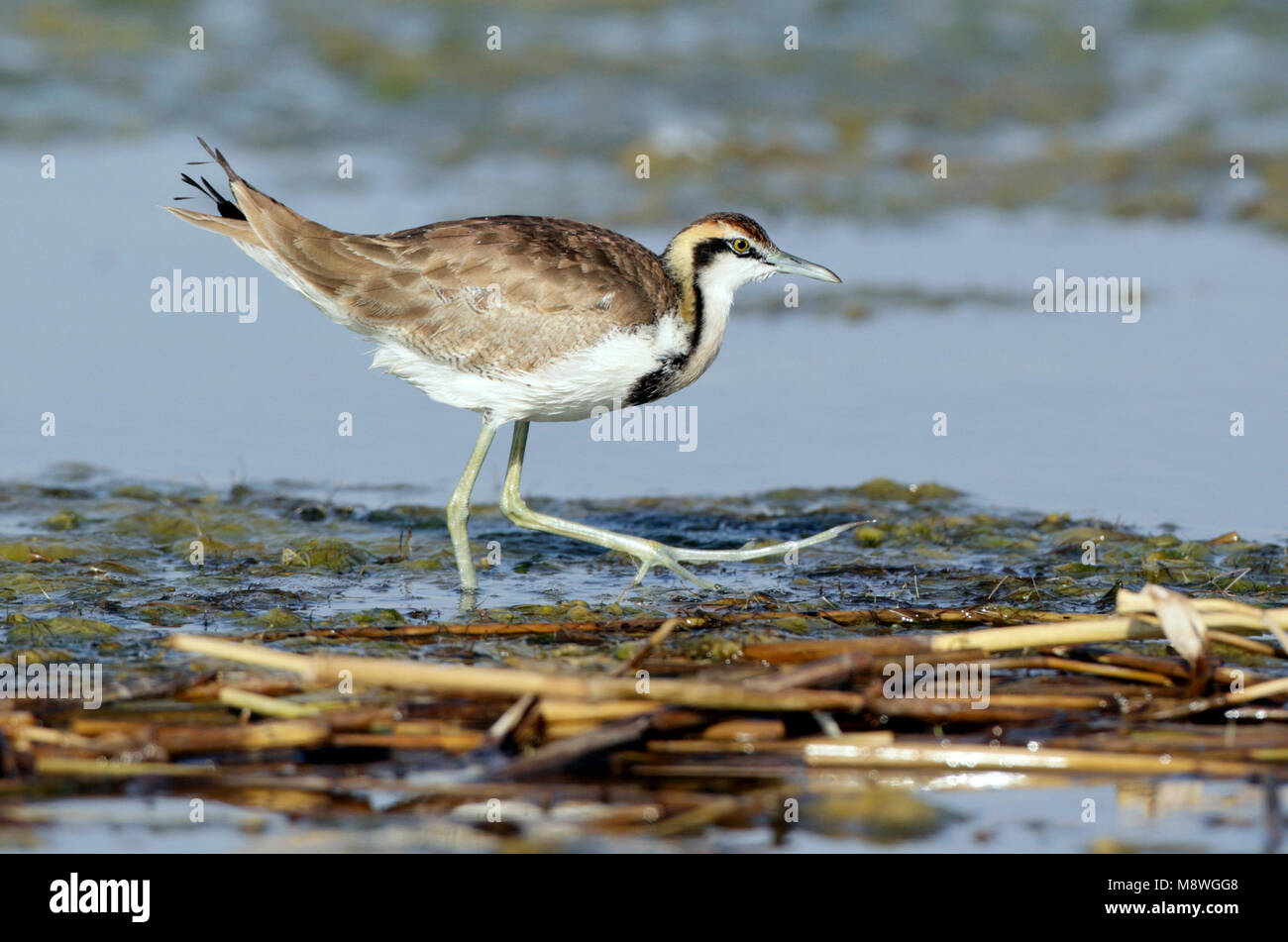 Waterfazant; Pheasant-tailed Jacana (Hydrophasianus chirurgus Stock ...