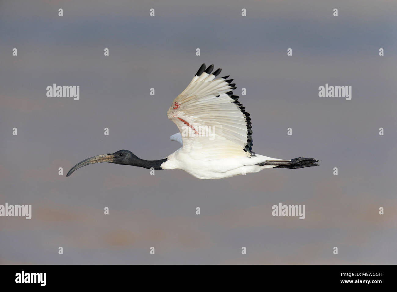 Heilige Ibis; Sacred Ibis; Threskiornis aethiopicus Stock Photo - Alamy