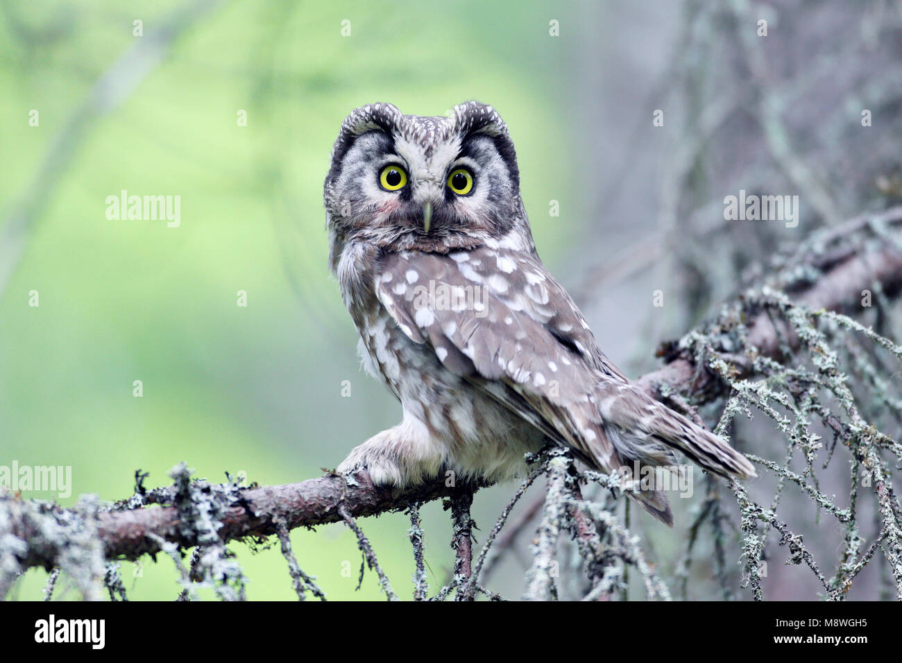 Ruigpootuil, Boreal Owl, Aegolius funereus Stock Photo - Alamy