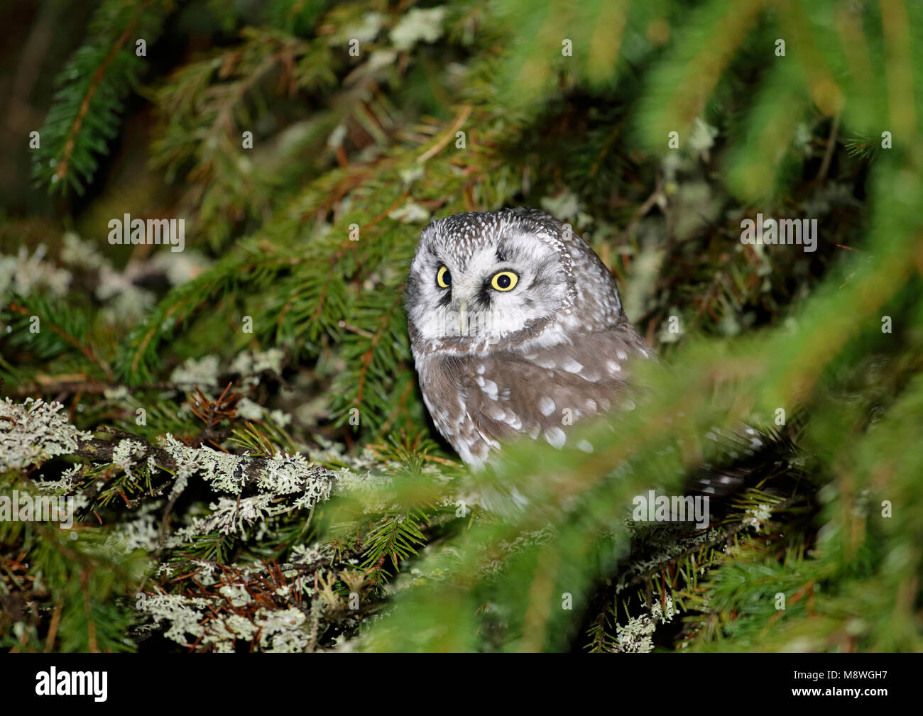 Tengmalm's Owl; Aegolius funereus Stock Photo - Alamy