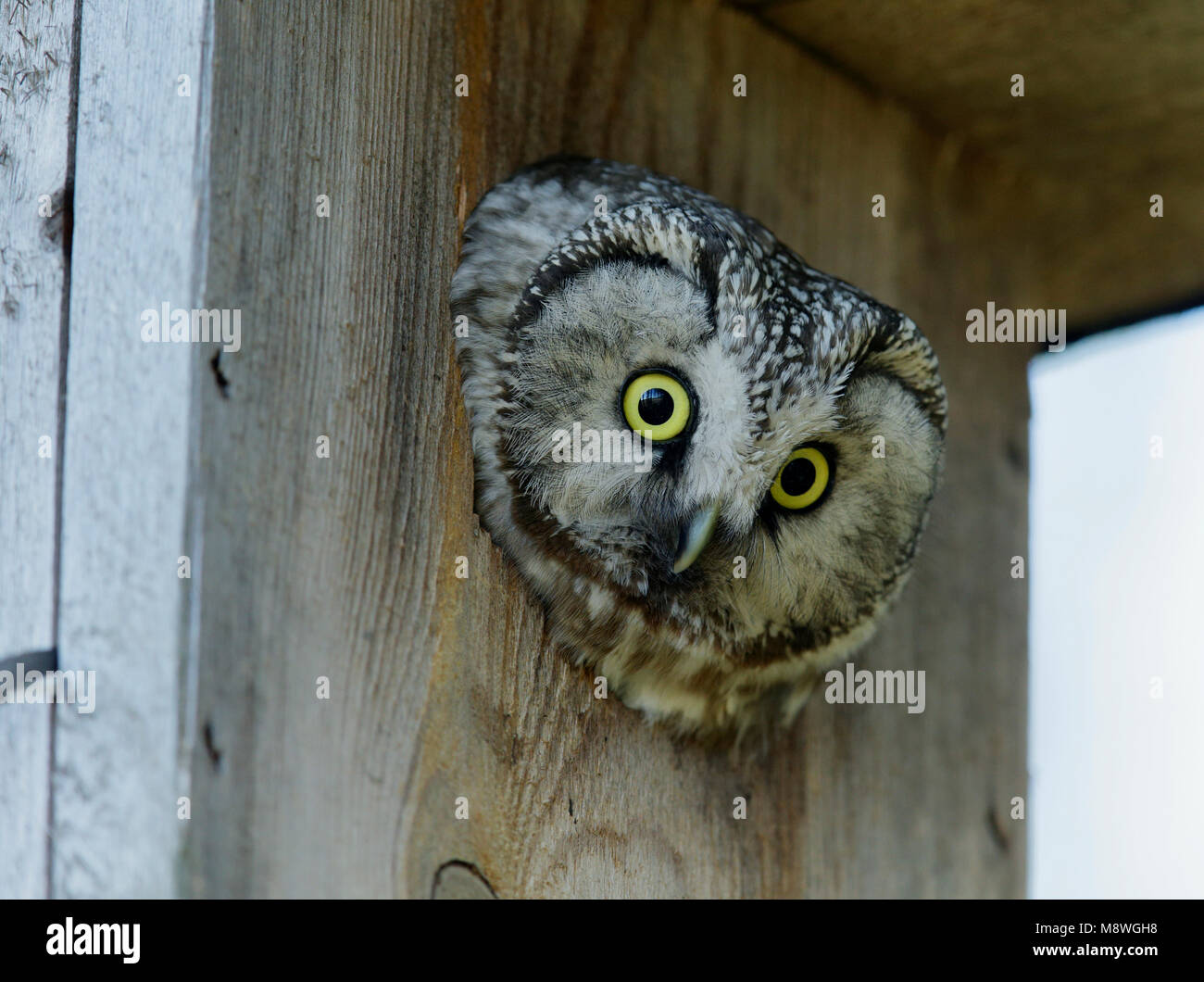 Ruigpootuil, Boreal Owl, Aegolius funereus Stock Photo - Alamy