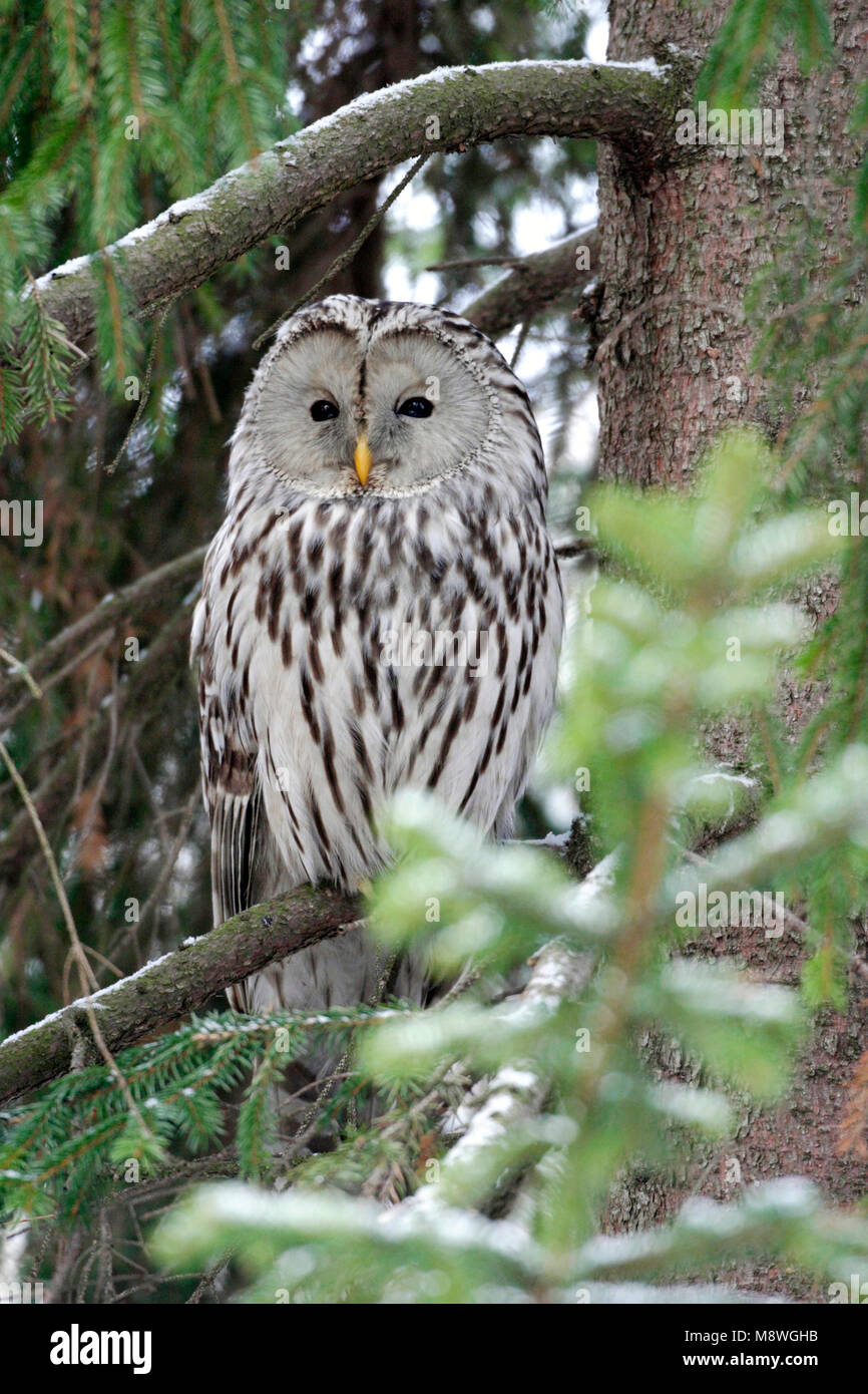 Oeraluil, Ural Owl (Strix uralensis) roosting Stock Photo - Alamy