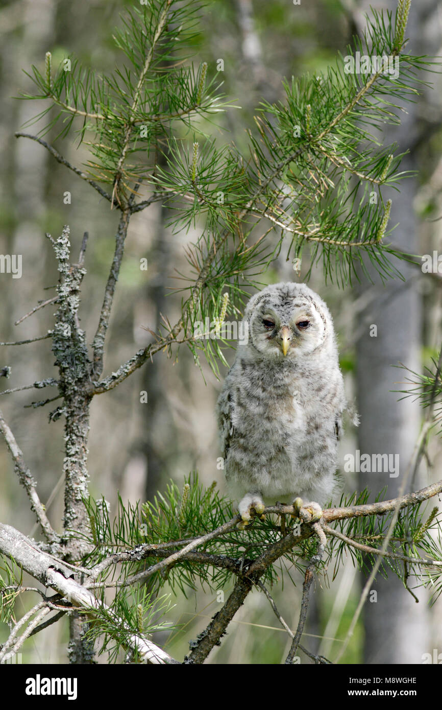 Oeraluil, Ural Owl, Strix uralensis Stock Photo - Alamy