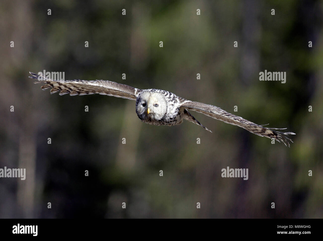 Oeraluil vliegend, Ural Owl flying Stock Photo - Alamy
