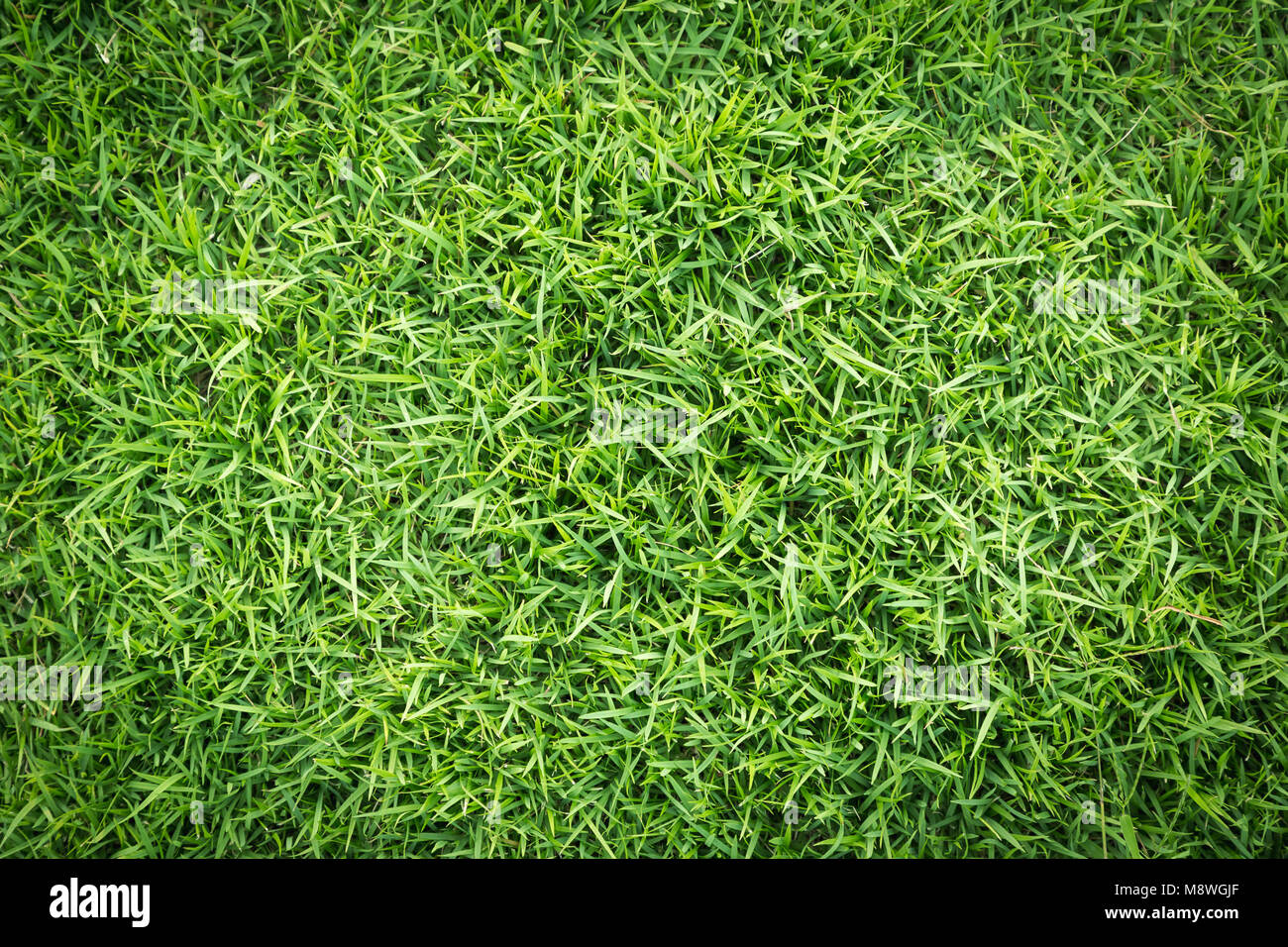 Grass field texture for golf course, soccer field or sports background ...