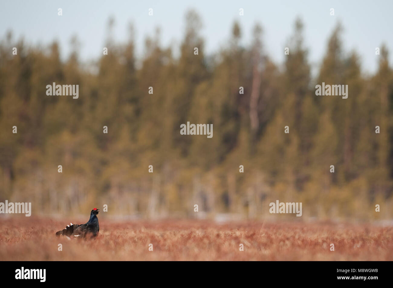 Korhoen; Black Grouse Stock Photo - Alamy