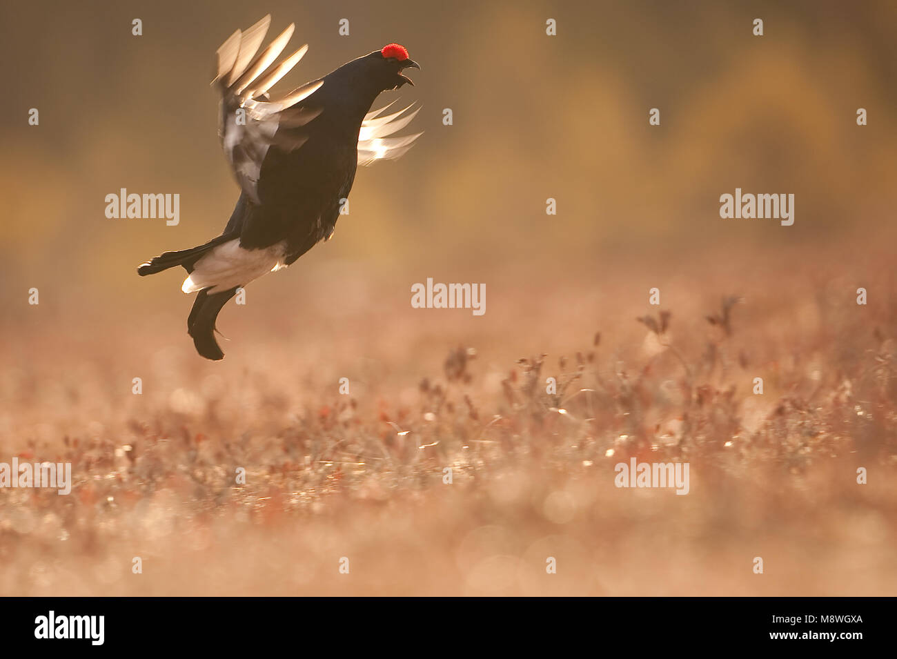 Mannetje Korhoen baltsend; Male Black Grouse displaying Stock Photo - Alamy