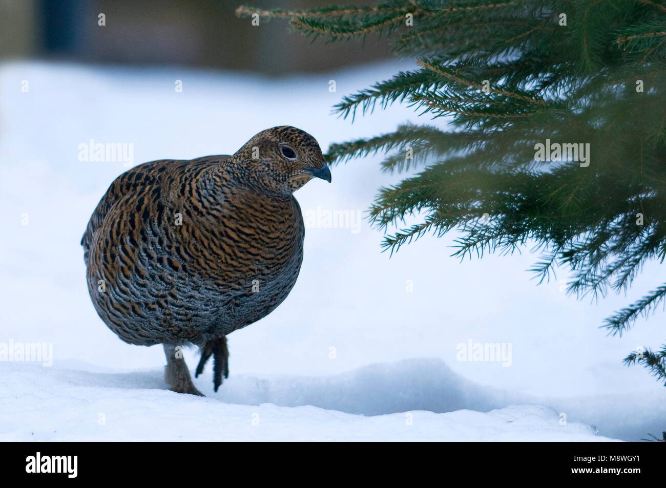 Vrouwtje Korhoen op de grond; Female Black Grouse on the ground Stock ...