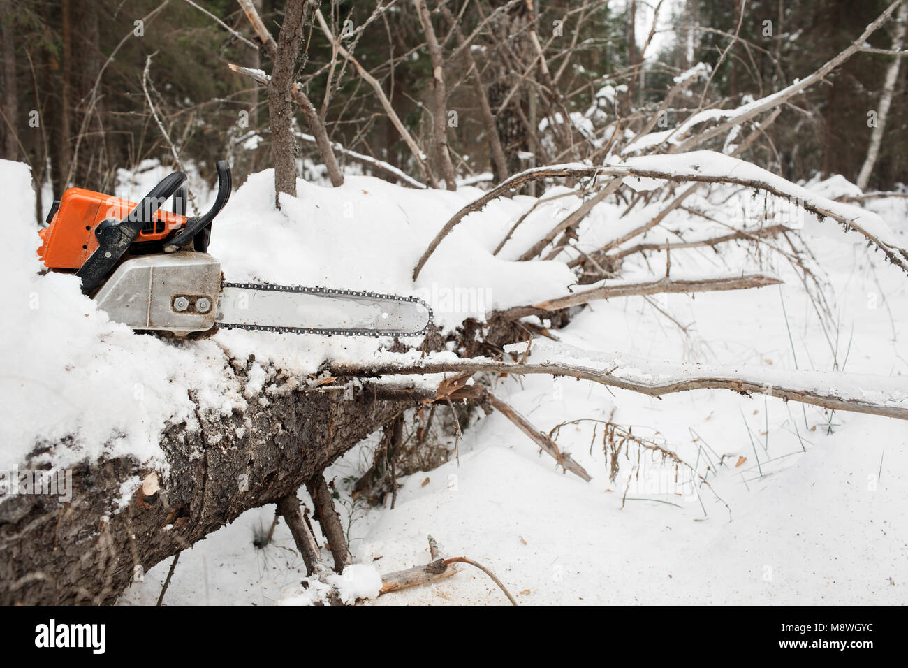 Chainsaw on stump in forest hi-res stock photography and images - Alamy