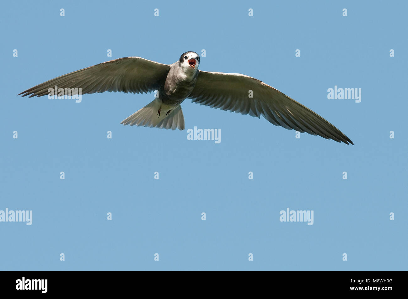 Zwarte stern hi-res stock photography and images - Alamy