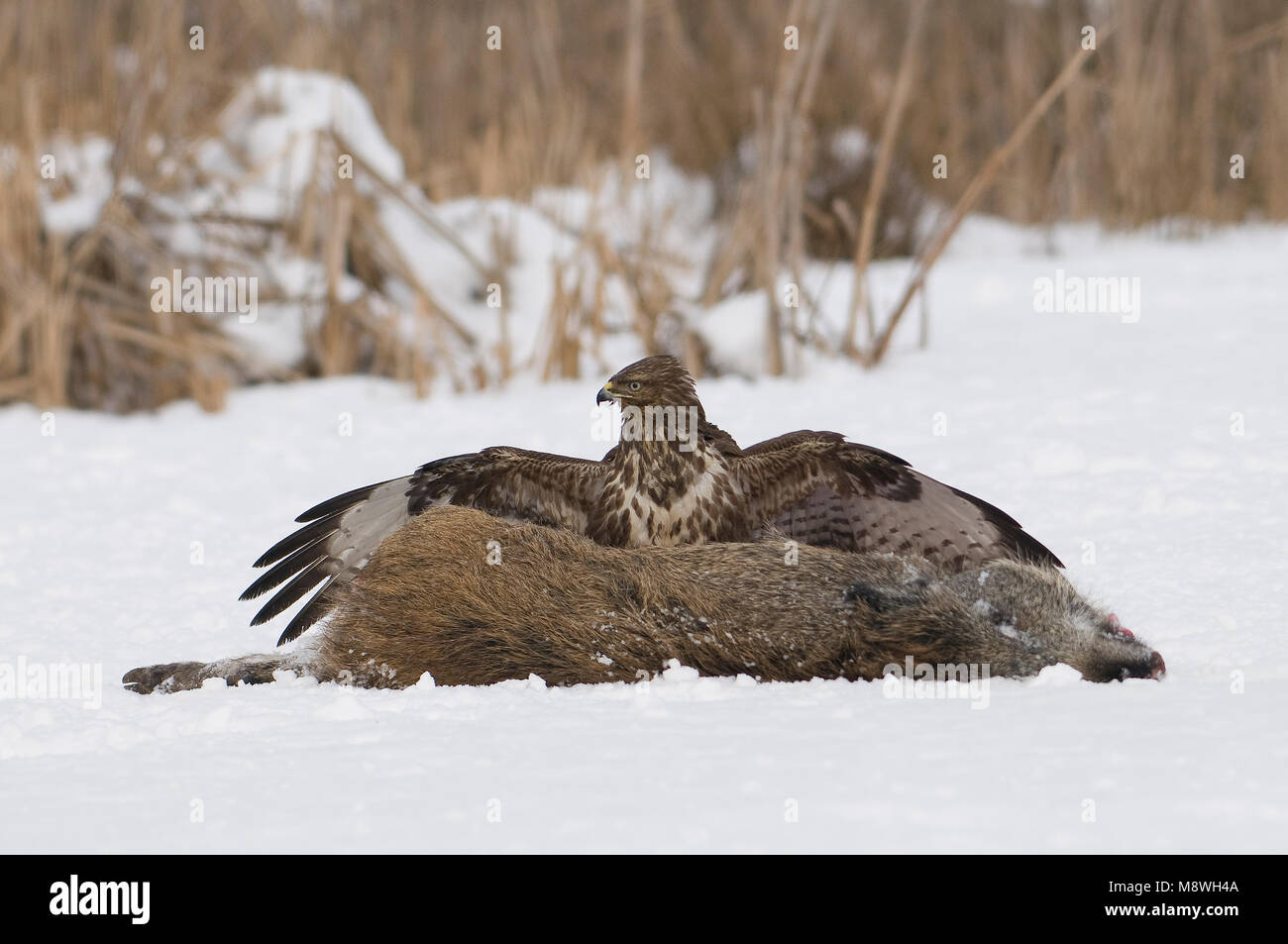 Common buzzard with prey hi-res stock photography and images - Alamy