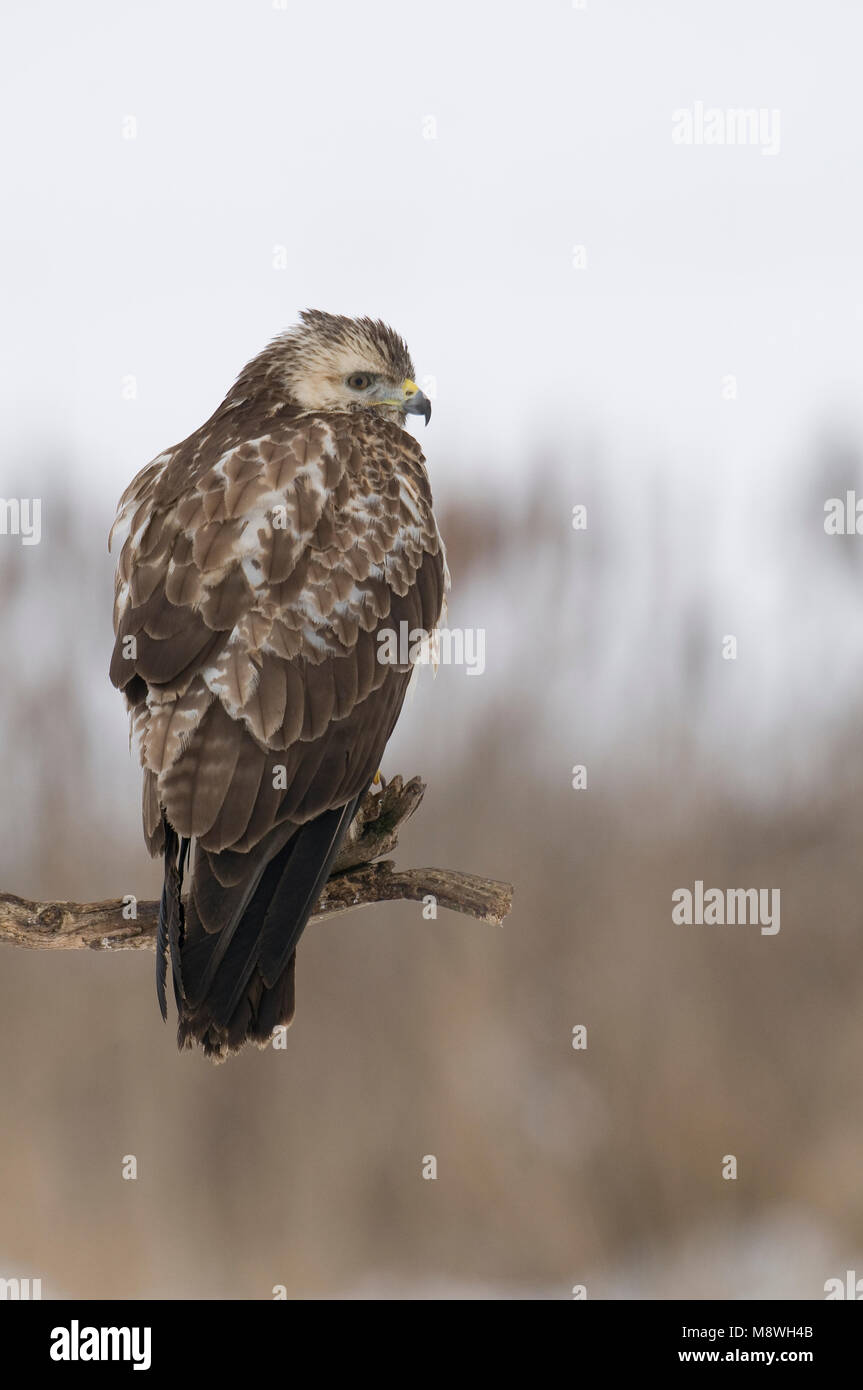 Buzzard tree hi-res stock photography and images - Alamy