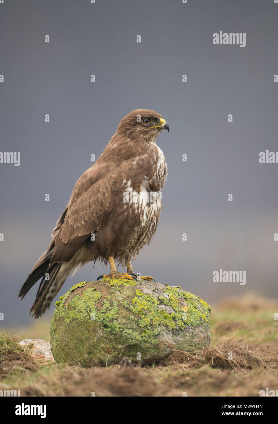 Buizerd op een steen, Common Buzzard on a stone Stock Photo - Alamy