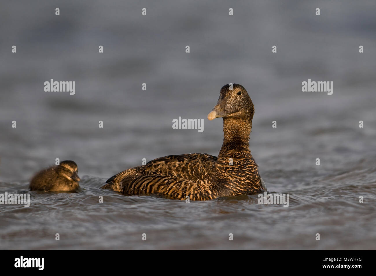 Vrouwtje Eider met jong; Female Common Eider with chick Stock Photo - Alamy