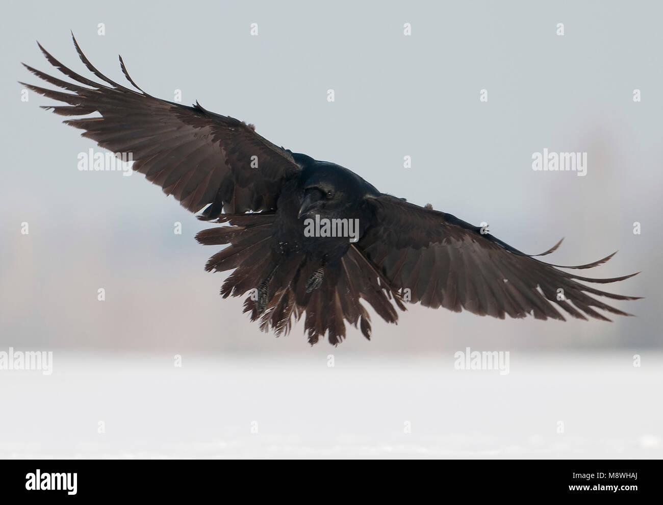 Raaf in vlucht; Raven in flight Stock Photo - Alamy
