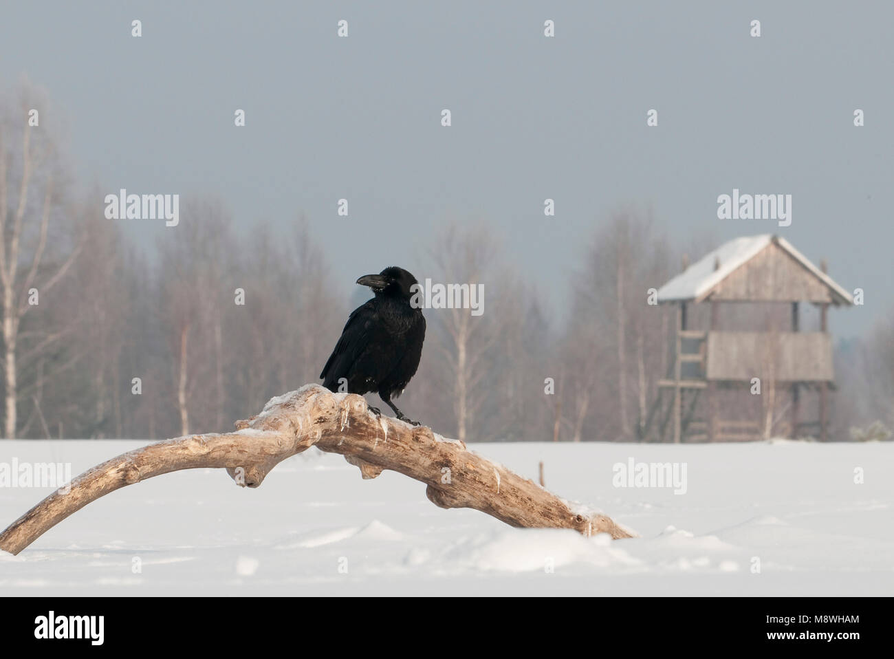 Raven snow hi-res stock photography and images - Alamy