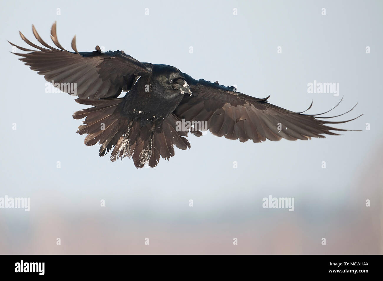 Landende raaf; Landing Raven Stock Photo - Alamy