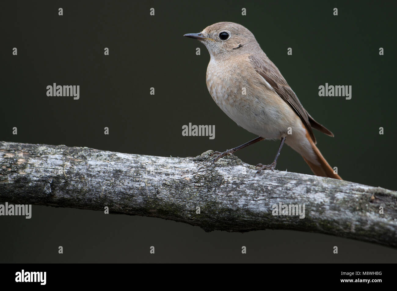 Female common redstart hi-res stock photography and images - Alamy