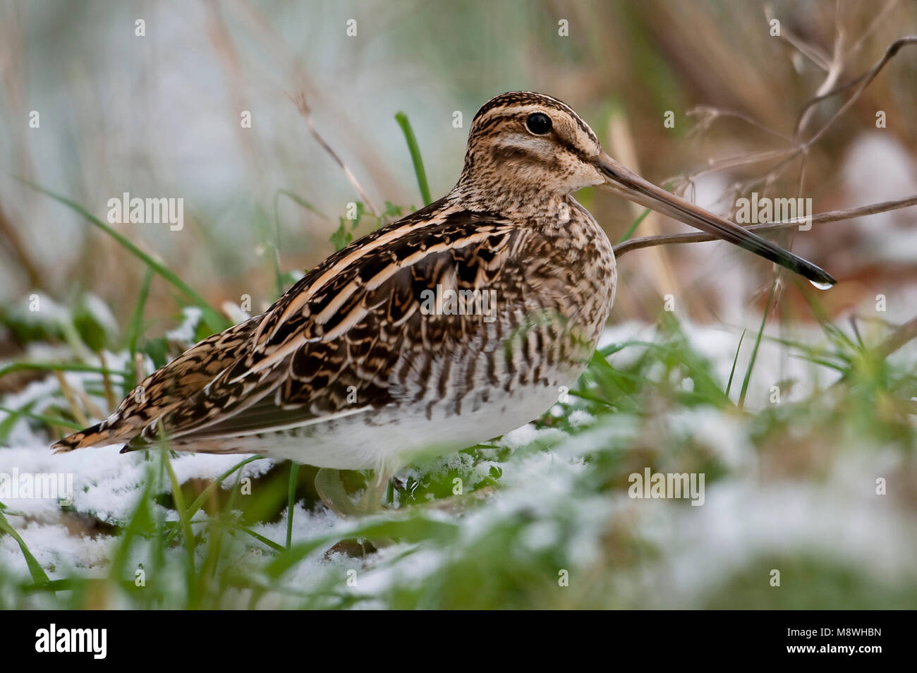 Watersnip in de winter; Common Snipe in winter Stock Photo - Alamy