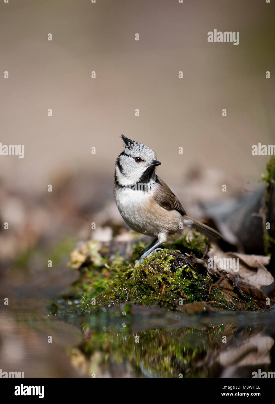 Kuifmees op boomstronk; European Crested Tit on tree trunc Stock Photo ...