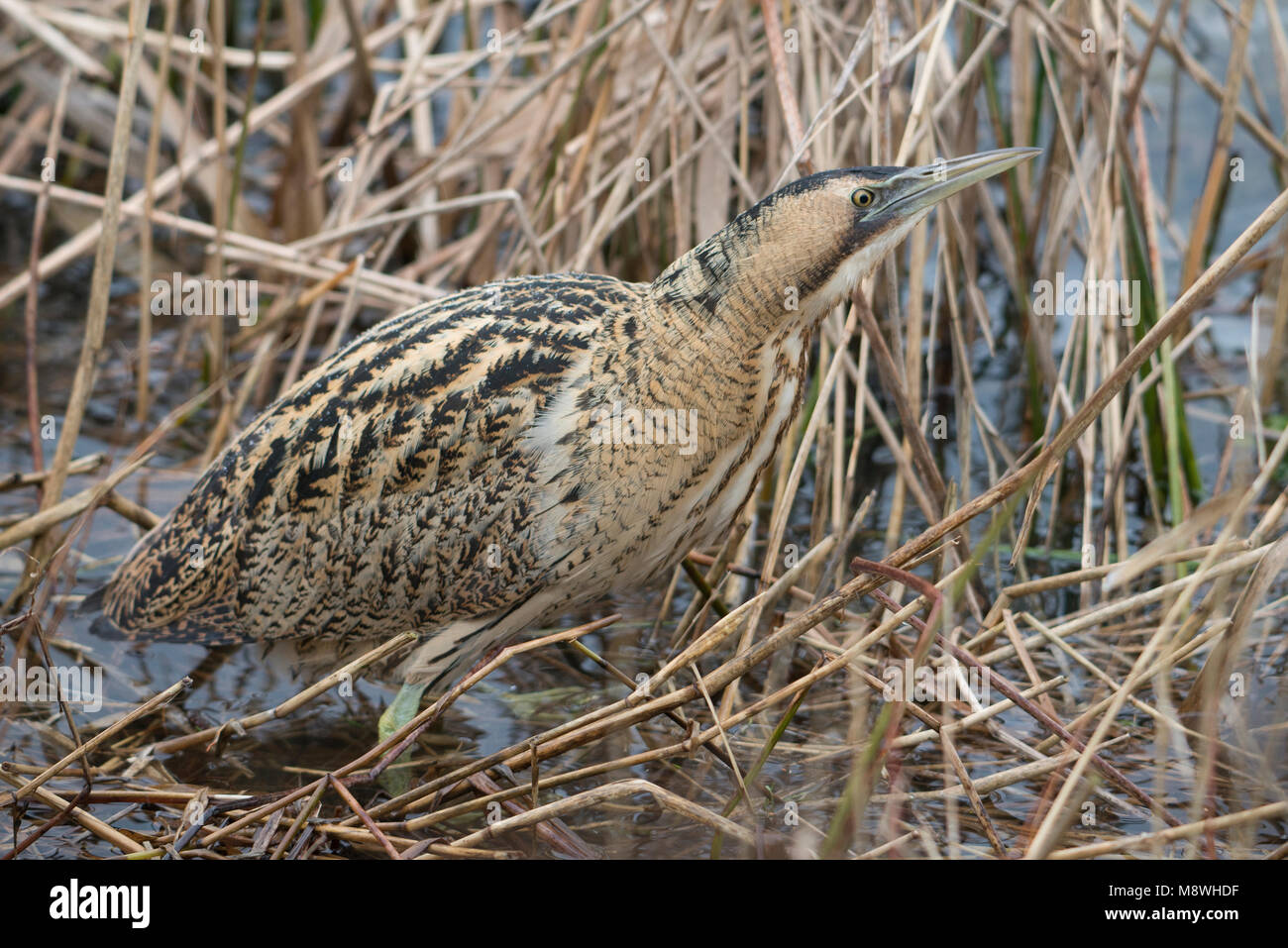 Roerdomp in het riet, Eurasian Bittern in reed Stock Photo - Alamy