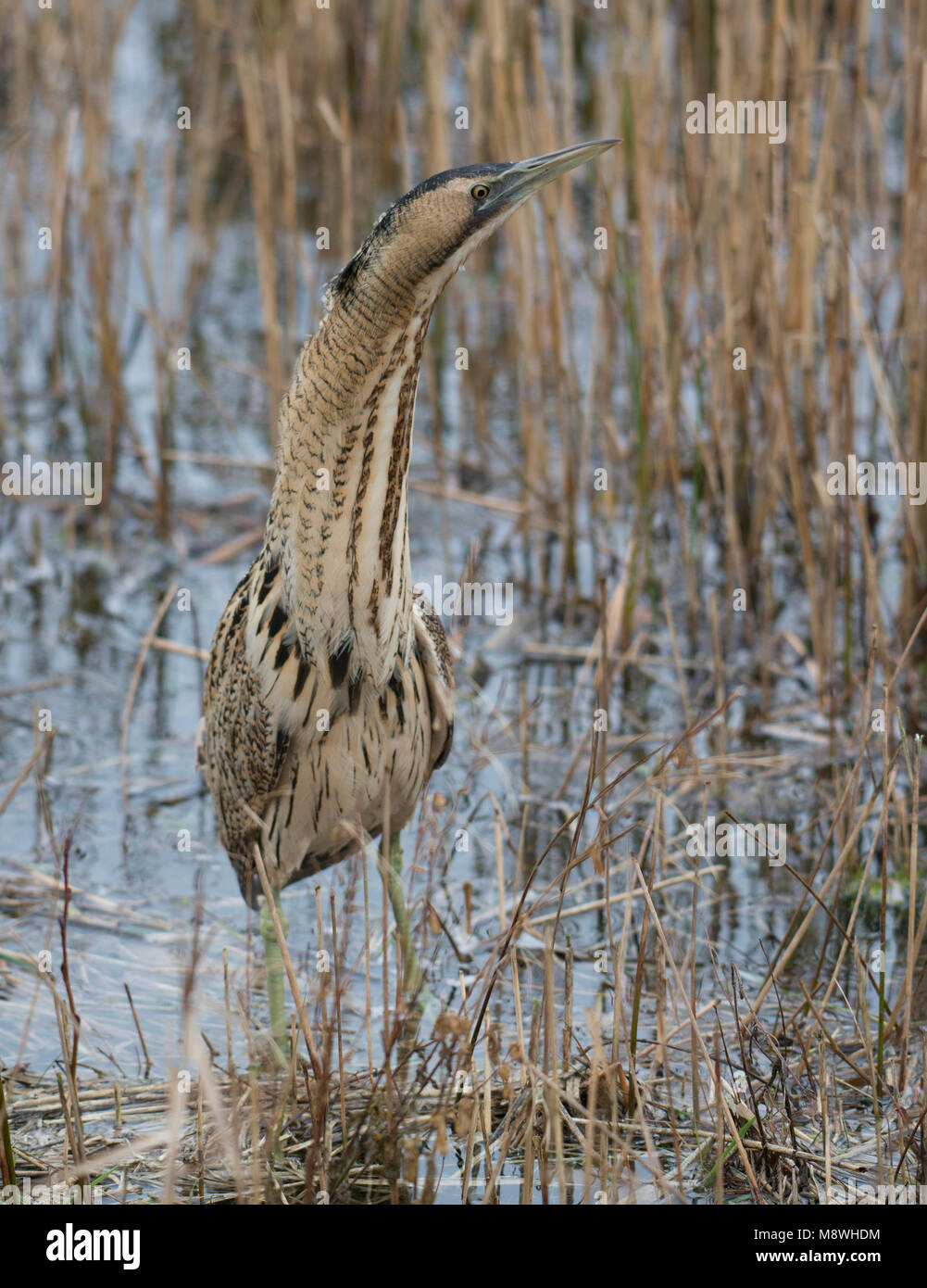 Roerdomp in het riet, Eurasian Bittern in reed Stock Photo - Alamy