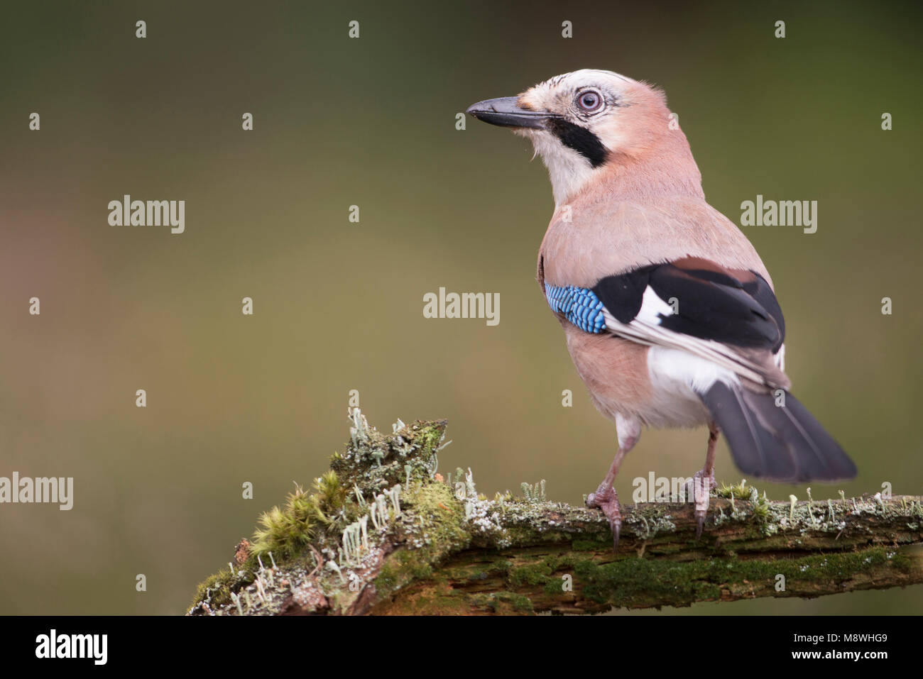 Vlaamse gaai hi-res stock photography and images - Alamy