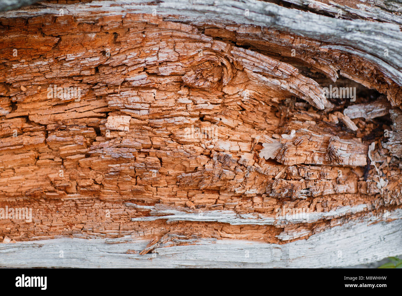 Old rough wood texture. Wooden . Forest background Stock Photo - Alamy