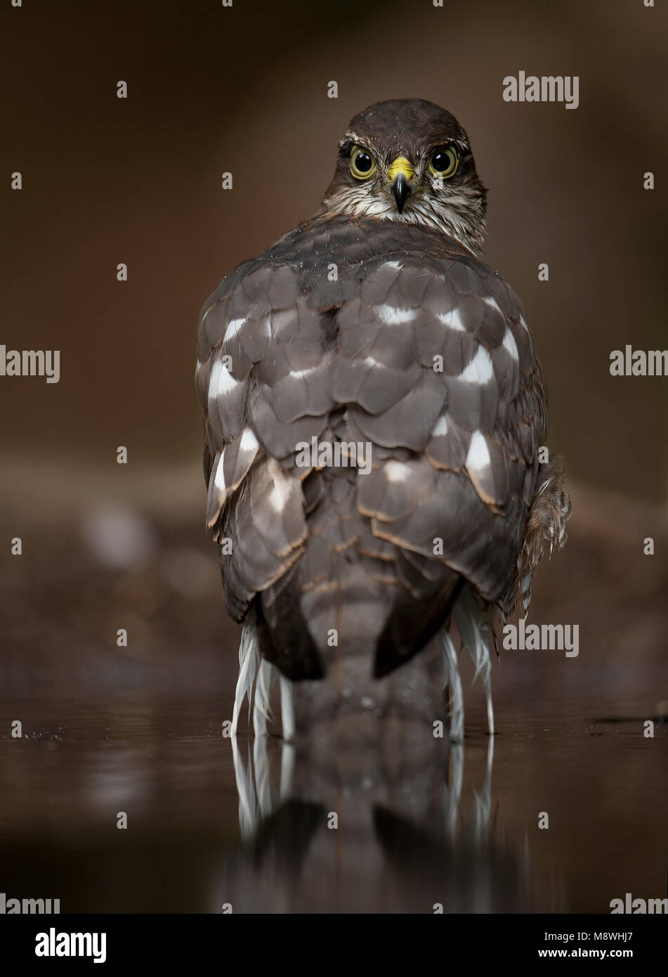 Bad bird hi-res stock photography and images - Alamy