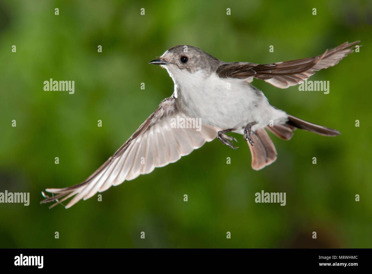Bonte Vliegenvanger in vlucht, Pied Flycatcher in flight Stock Photo ...