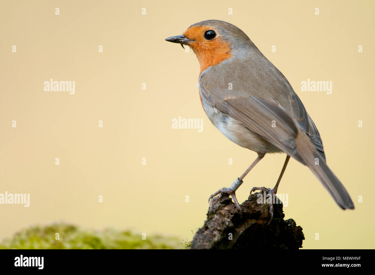 Geringde Roodborst; Ringed European Robin Stock Photo - Alamy