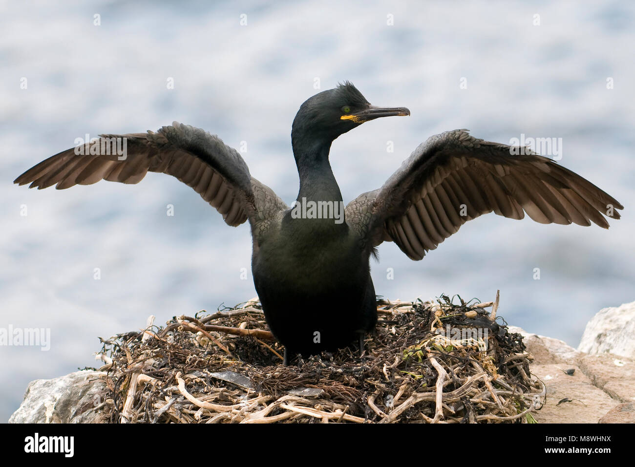 Kuifaalscholver op het nest; European Shag on nest Stock Photo - Alamy