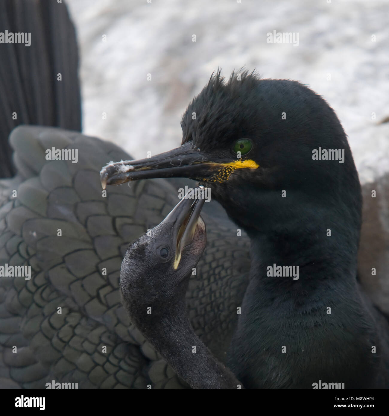 Shag feeding young hi-res stock photography and images - Alamy