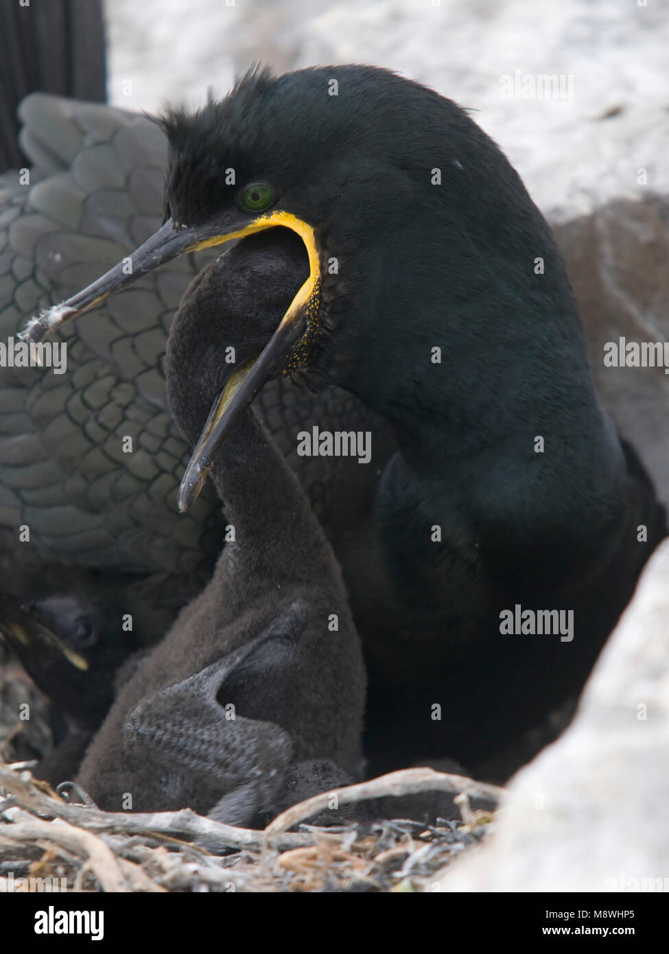 Kuifaalscholver op het nest; European Shag on nest Stock Photo - Alamy