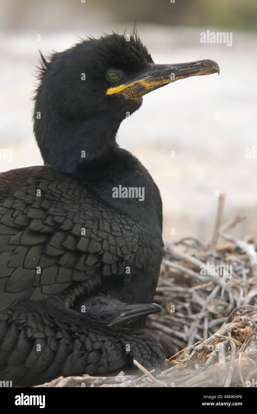 Kuifaalscholver op het nest; European Shag on nest Stock Photo - Alamy